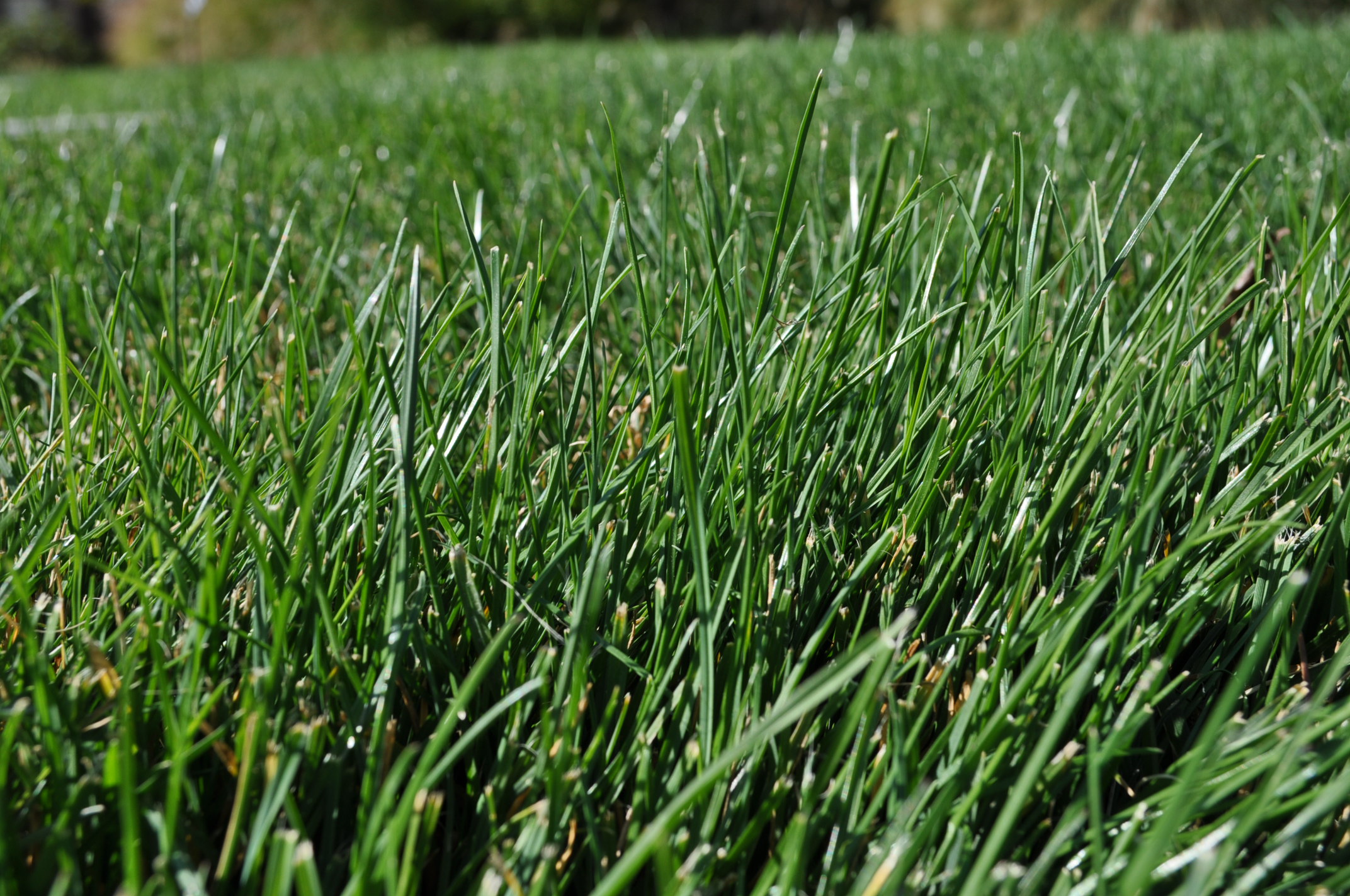The Best Grass Types for Chicago’s Climate - Tri-state Outdoor Living